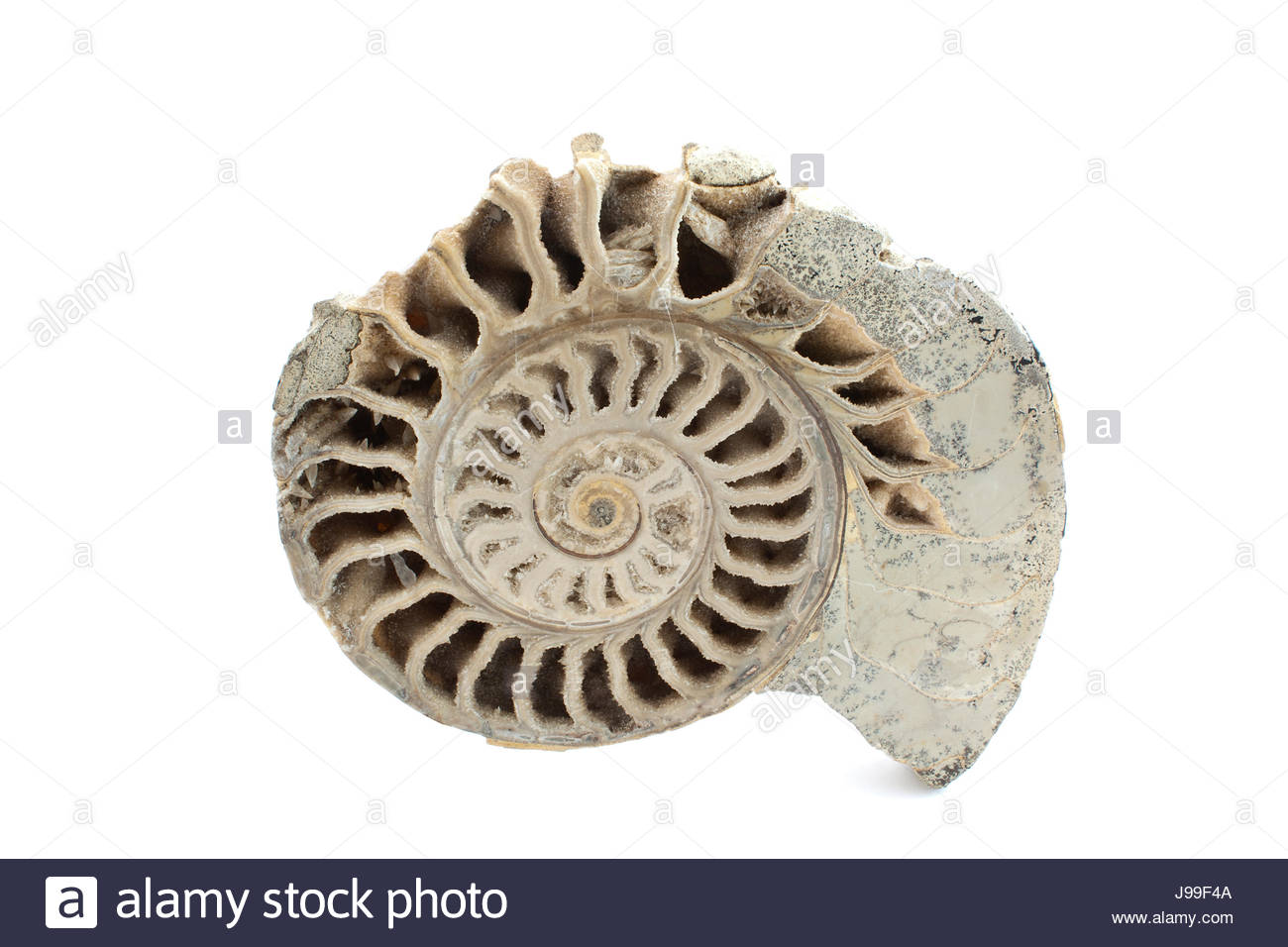 Science Shell Skeleton Stock Photos & Science Shell Skeleton Stock ...