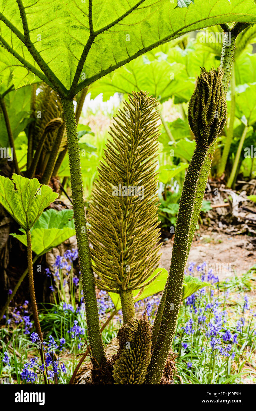 Flower spike of a gunnera plant during spring when it is green and ...