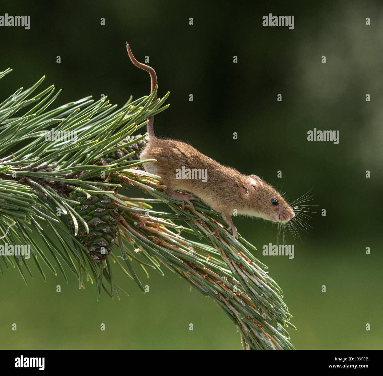 Mice animal hi-res stock photography and images - Alamy