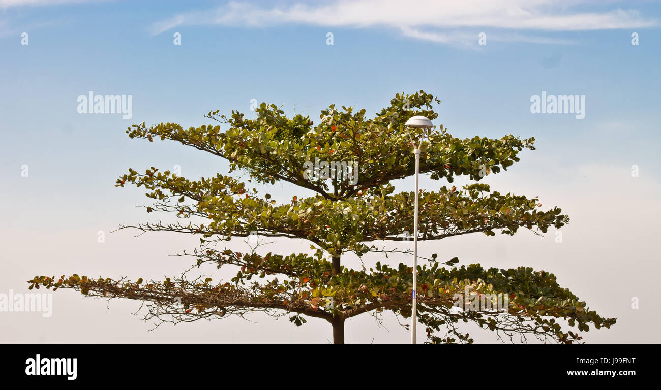 aside view of upper part of tree in autumn color against blue sky Stock ...