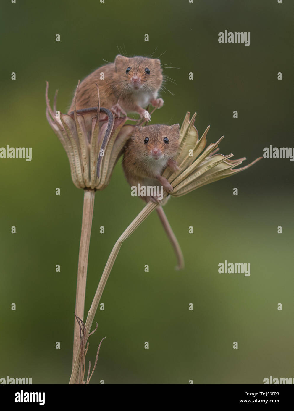 Mice animal hi-res stock photography and images - Alamy