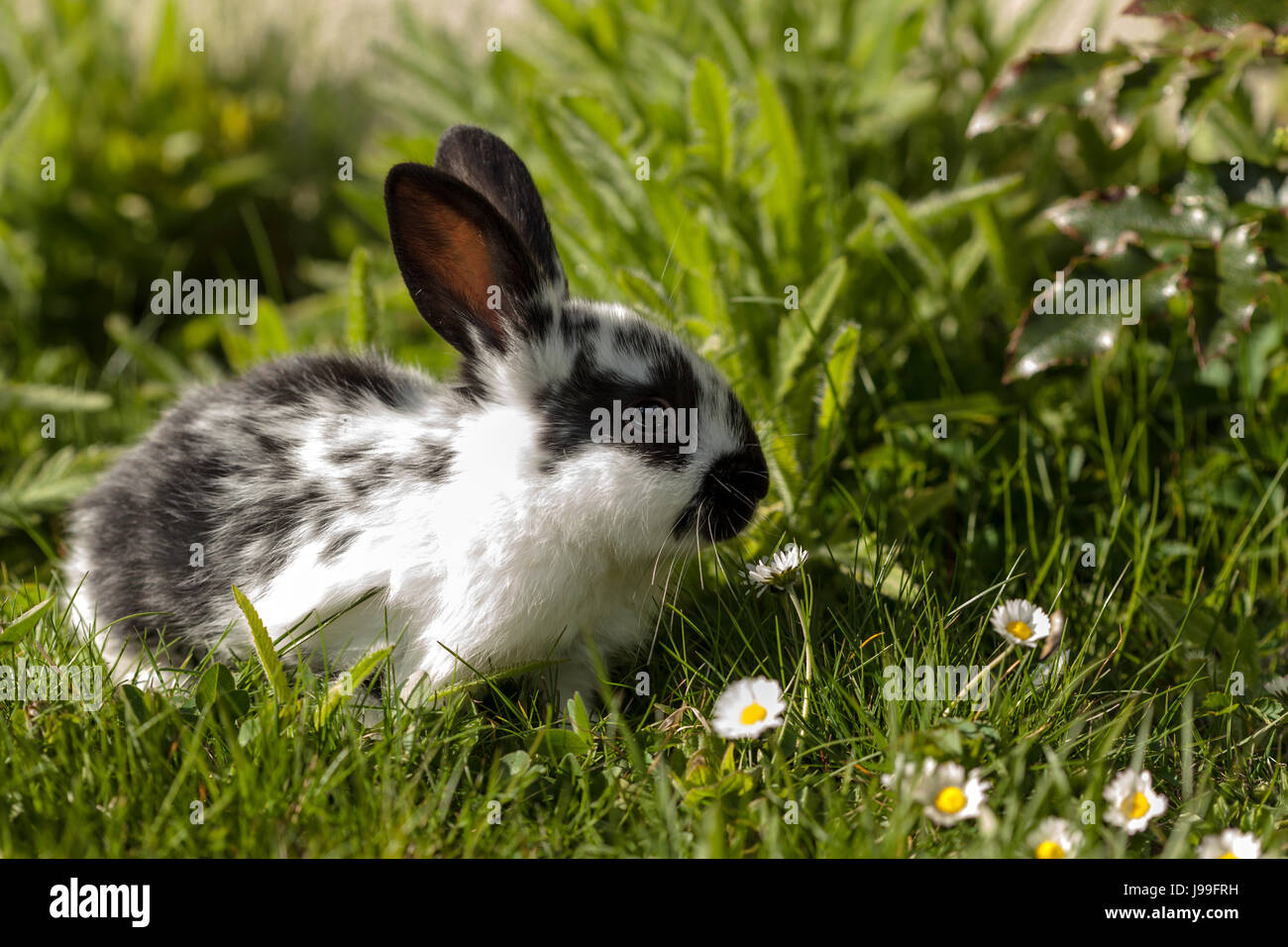 rabbit, hare, easter-bunny, farm animal, hares, roast hare, rabbits ...