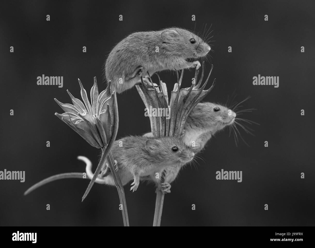 Harvestmouse High Resolution Stock Photography and Images - Alamy
