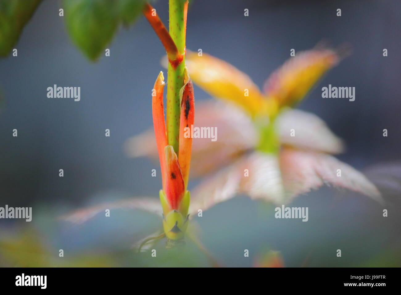 Angular stem hi-res stock photography and images - Alamy