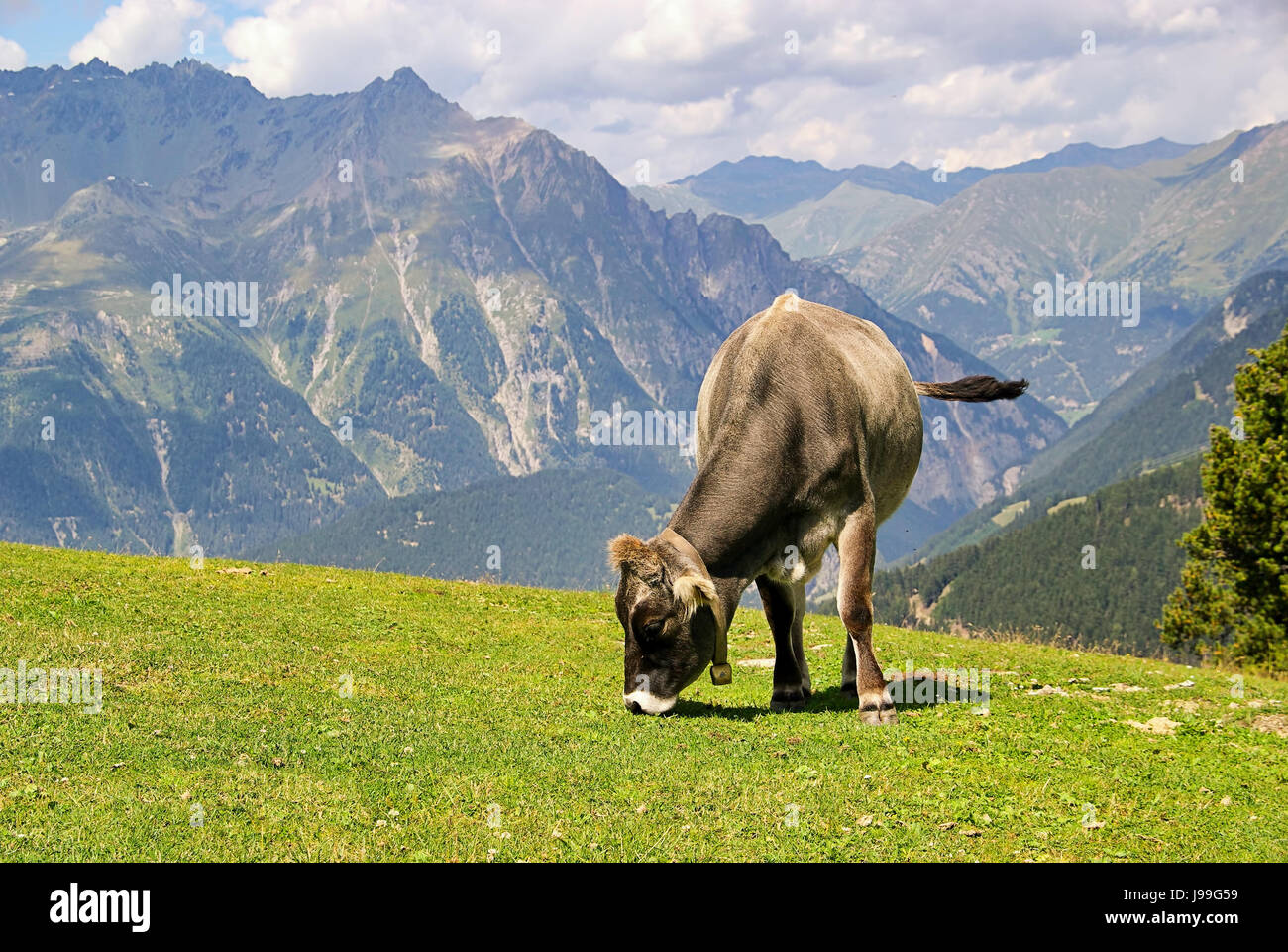 animal, alps, alp, austrians, cow, bovine, mountain, animal, green ...