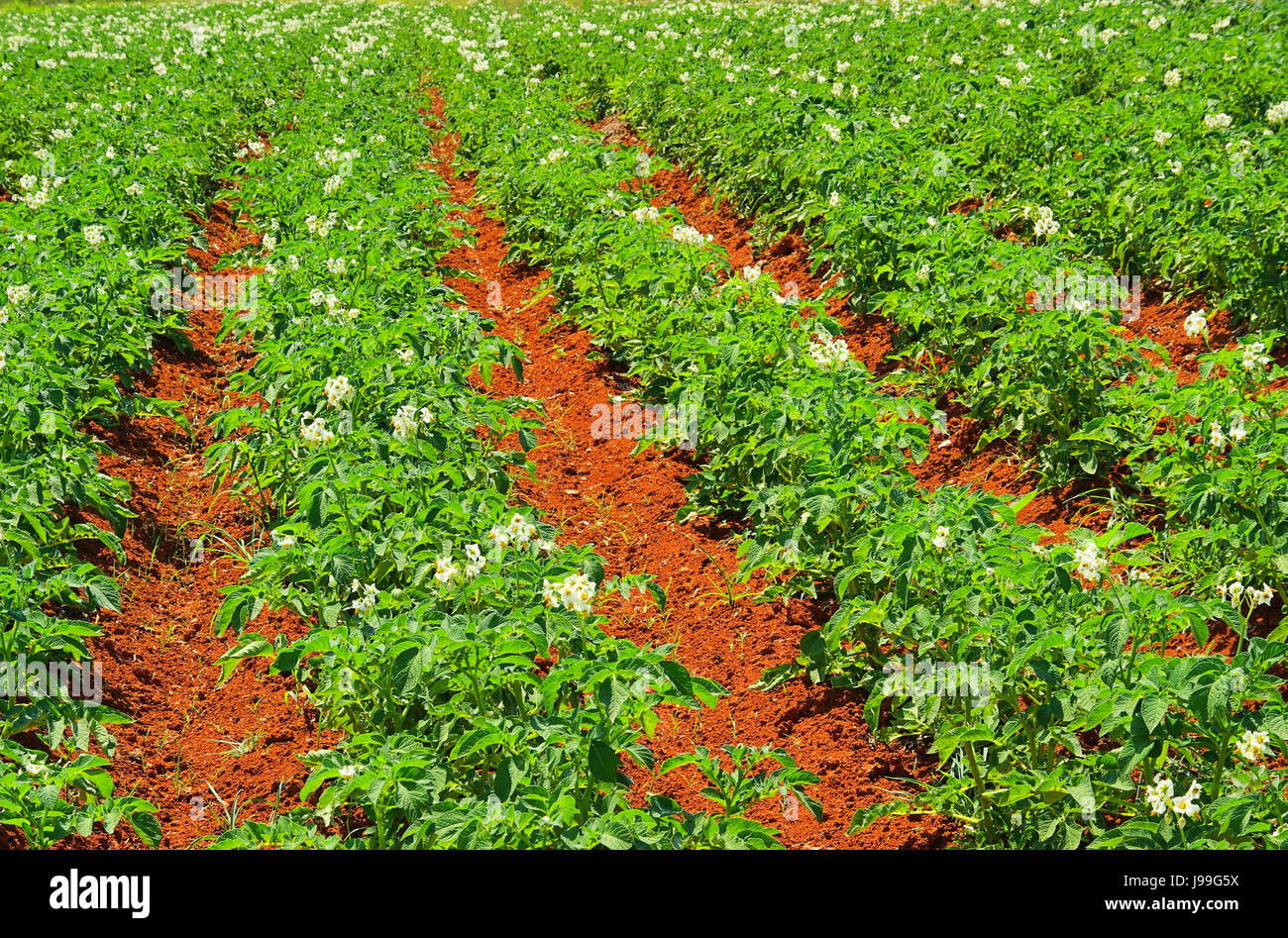 potato field - potato field 02 Stock Photo - Alamy