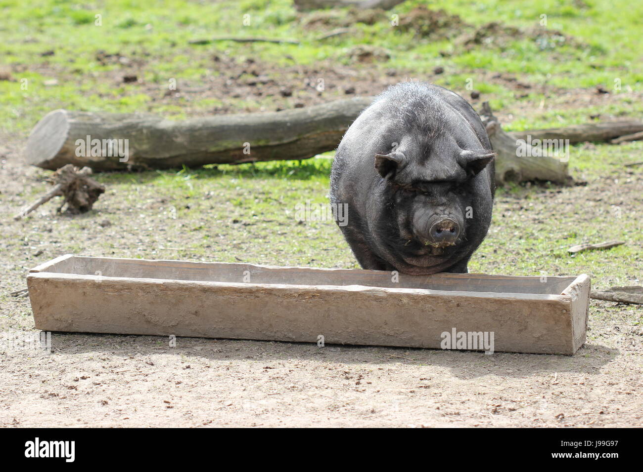 Ravenous pig hi-res stock photography and images - Alamy