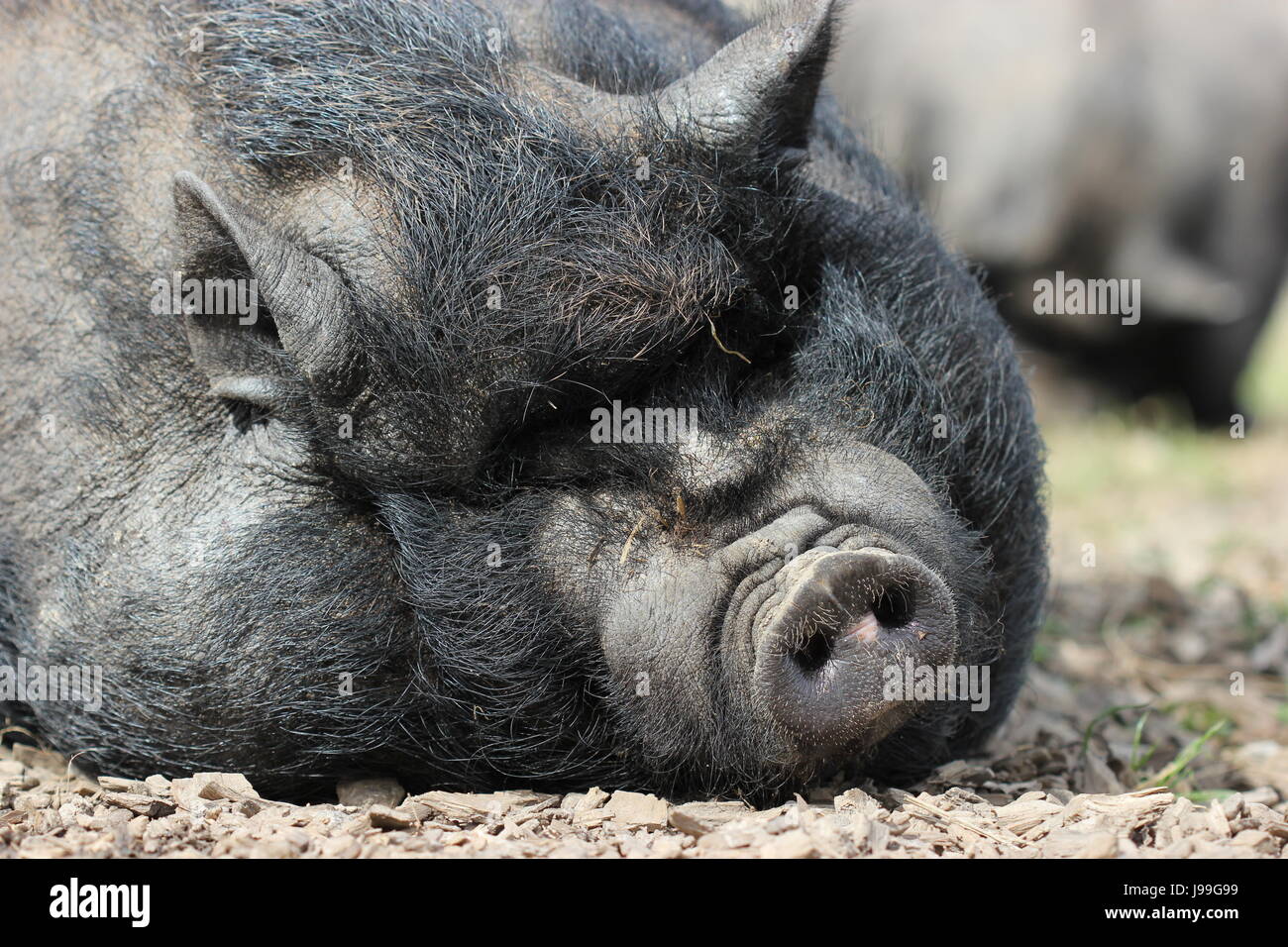 portrait, zoo, sleep, sleeping, farm animal, wildlife park, wrinkled ...