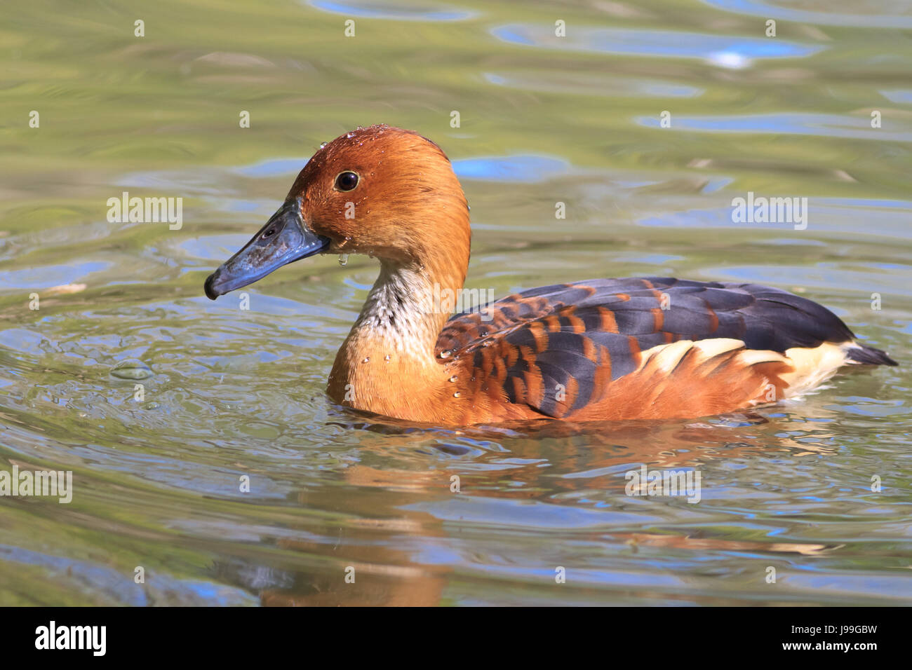 animal, bird, brown, brownish, brunette, wild, duck, fresh water, lake ...