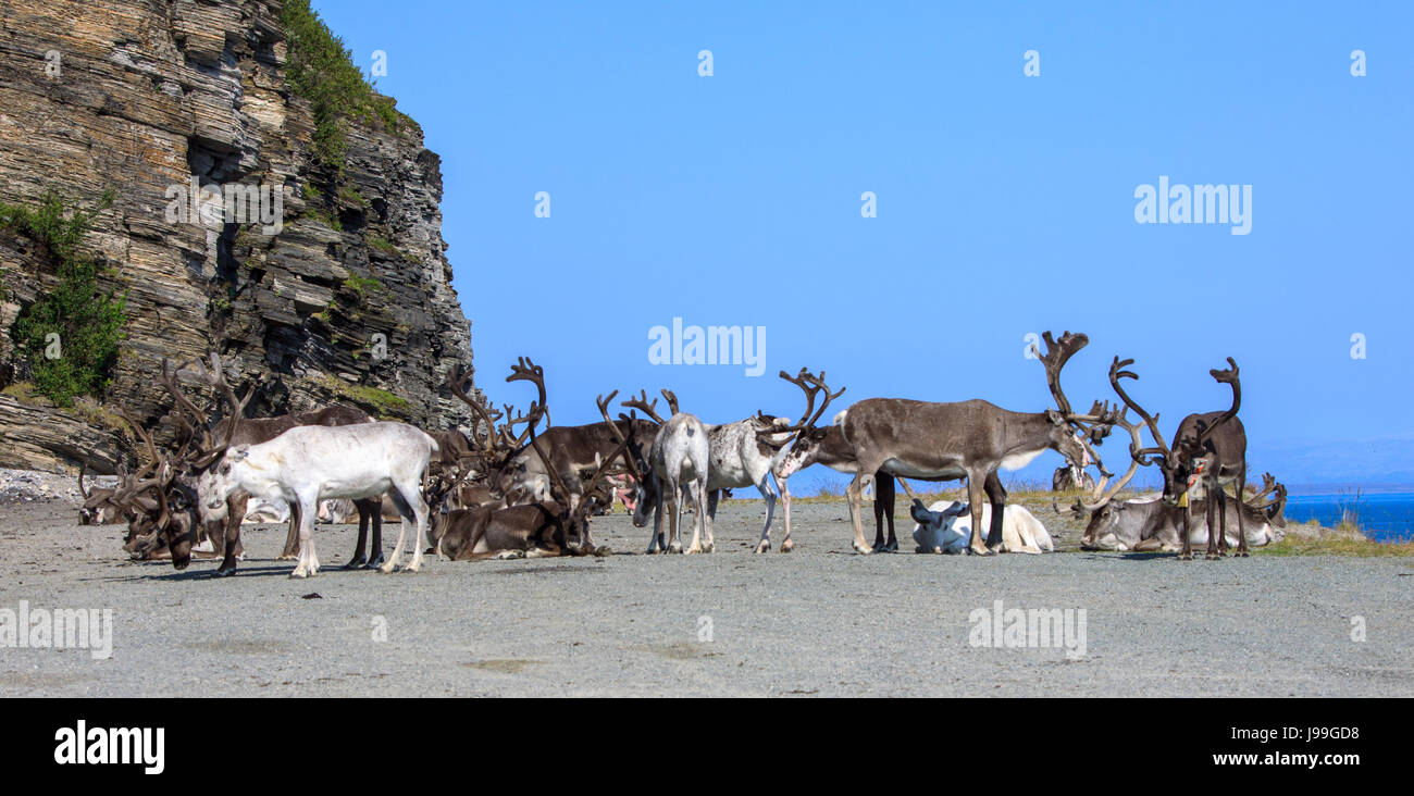 blue, animal, mammal, wild, sunlight, sleep, sleeping, moss, deer ...