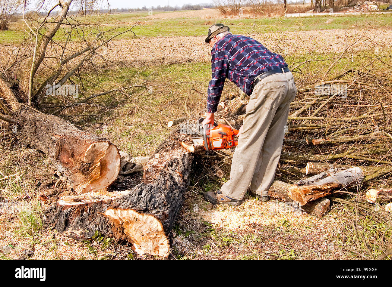 wood, branches, broken, woodcutter, forest, fallen, fall, job, tree ...