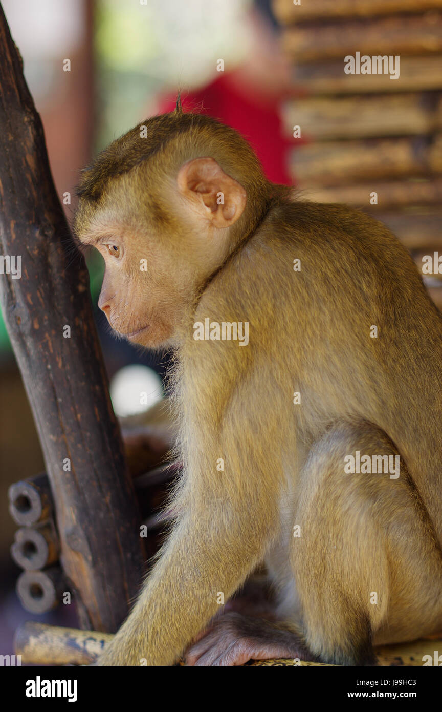A lonely male long-tail mountain monkey sitting on stone platform ...