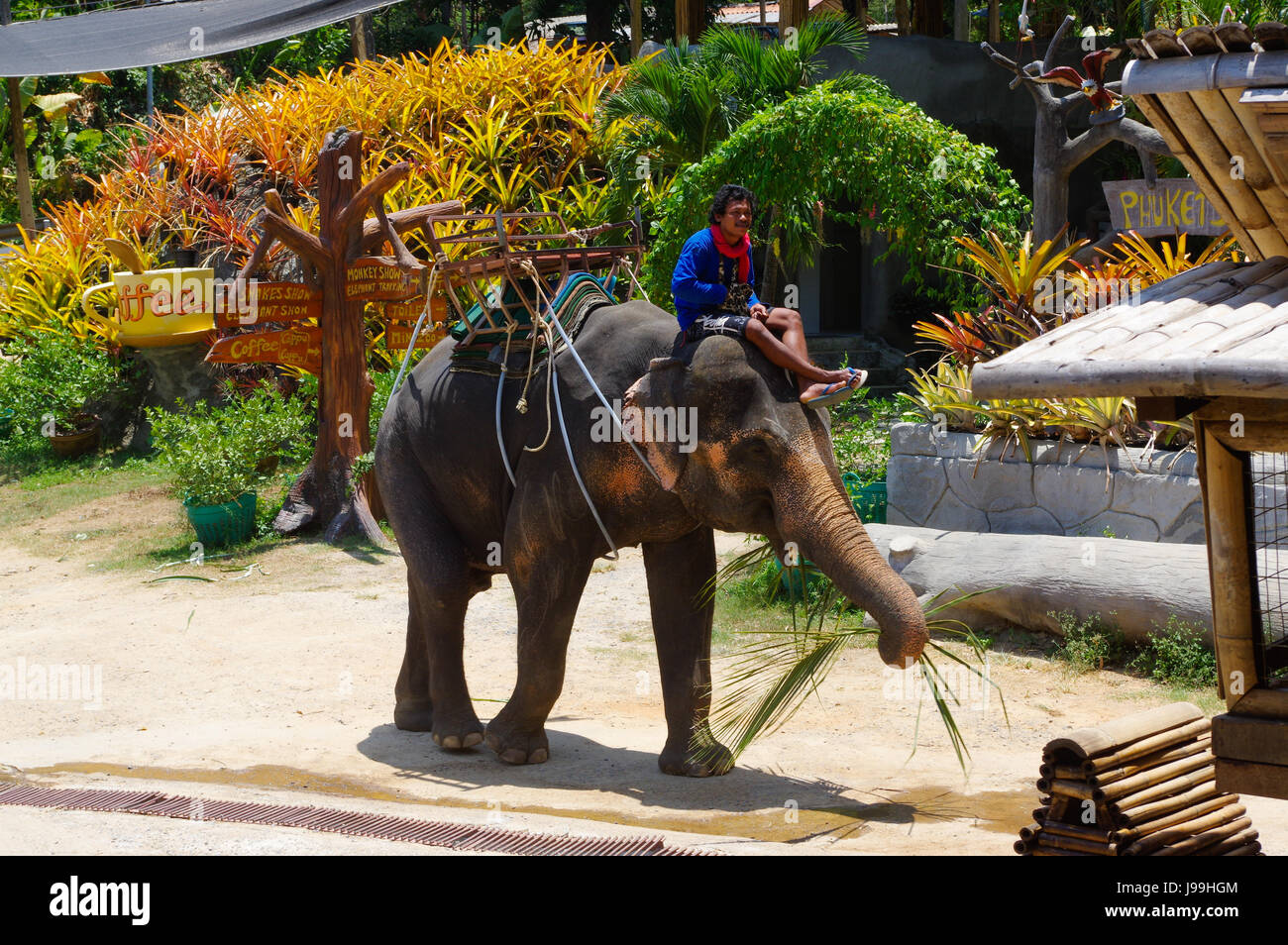 Asian elephant tree branch hi-res stock photography and images - Alamy