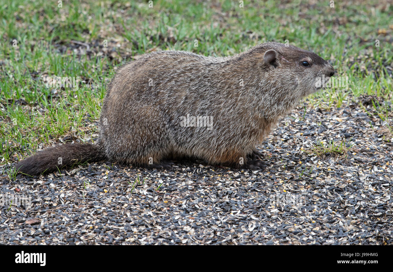 Marmota monax hi-res stock photography and images - Alamy