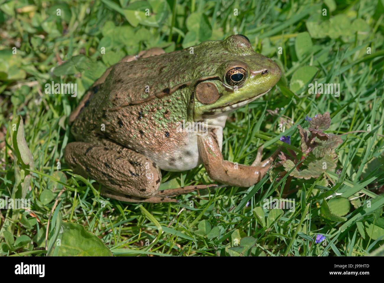 Rana Clamitans Green Frog
