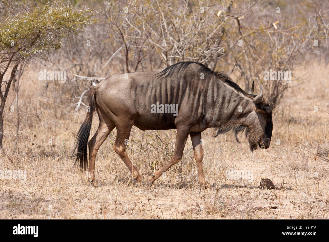 wild, step, tier, single, animal, wild, africa, horizontal, wildlife ...