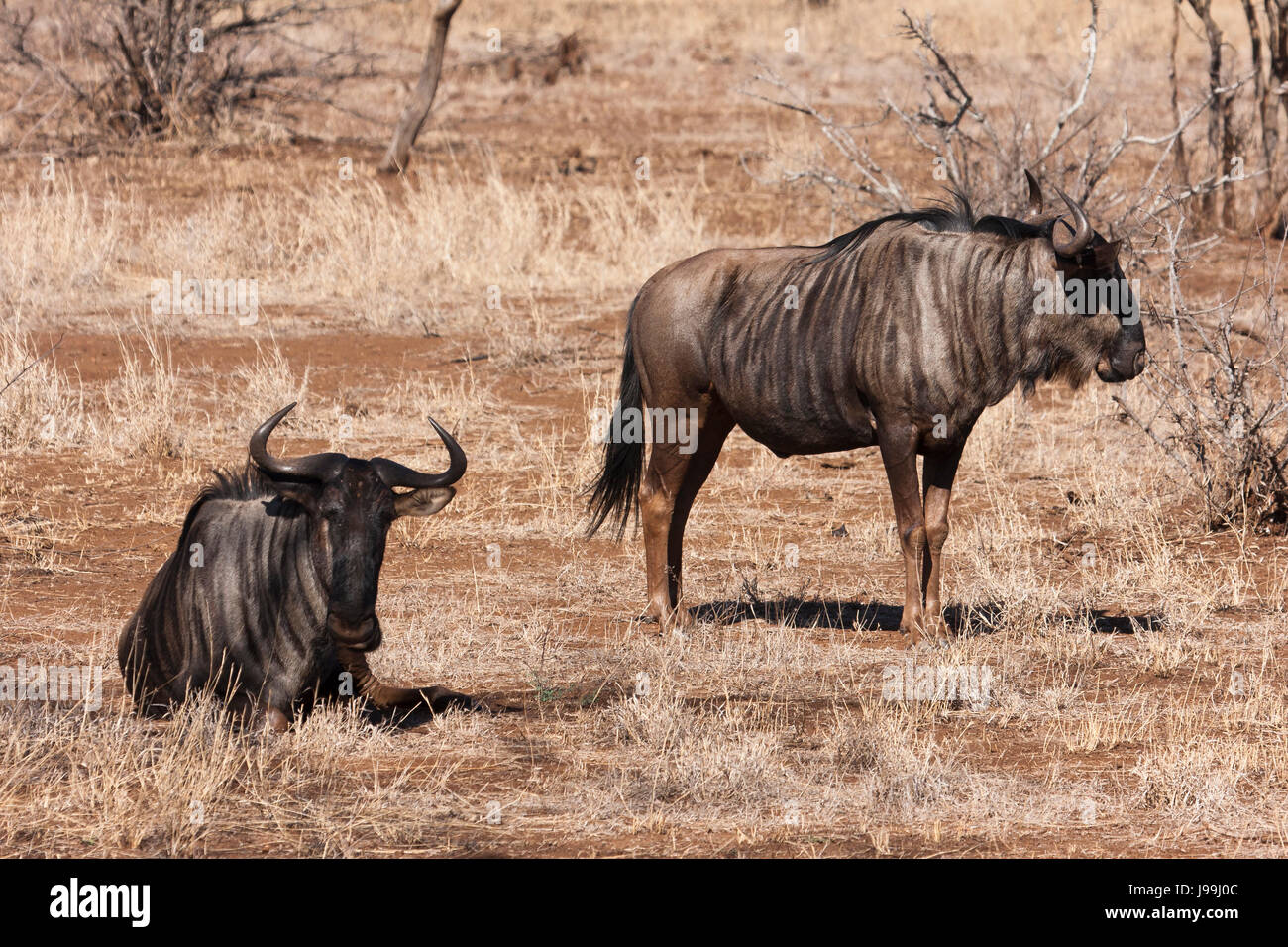 wild, step, tier, single, animal, wild, africa, horizontal, wildlife ...