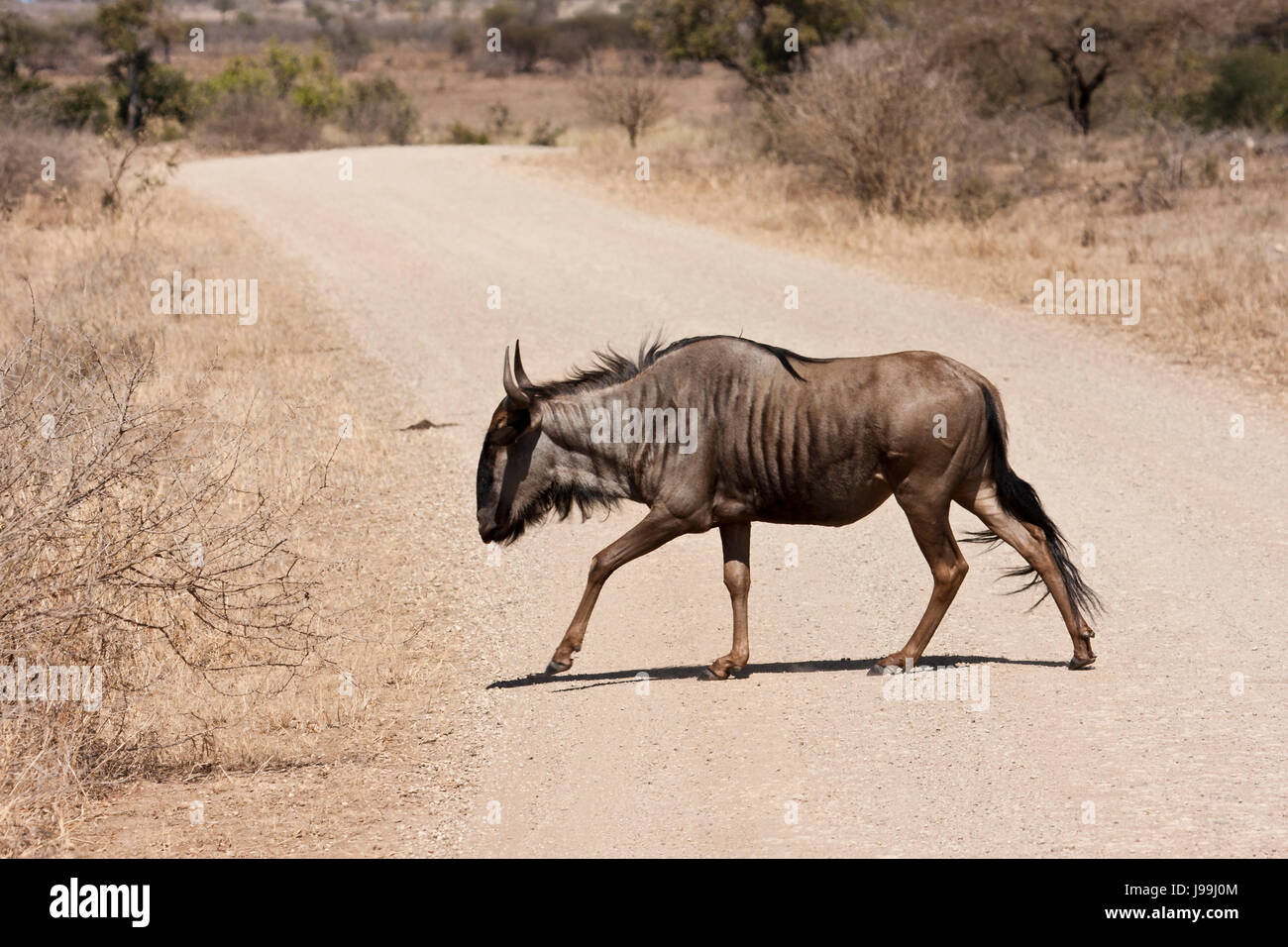 wild, step, tier, single, animal, wild, africa, horizontal, wildlife ...