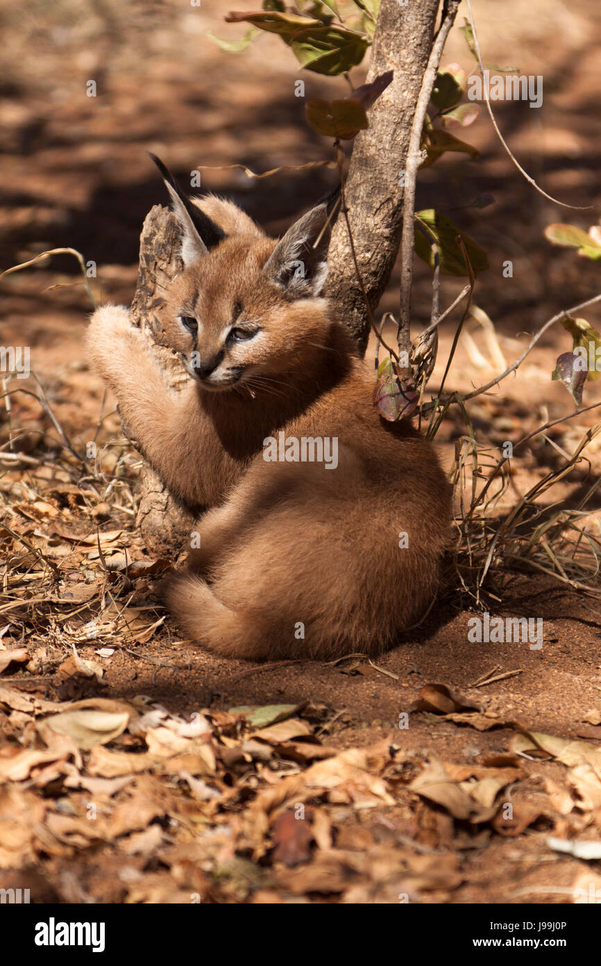 caracal (caracal caracal Stock Photo - Alamy