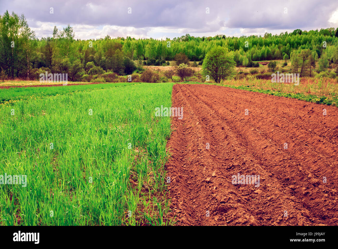 The border of plowed land and wheat fields. Agriculture Stock Photo - Alamy