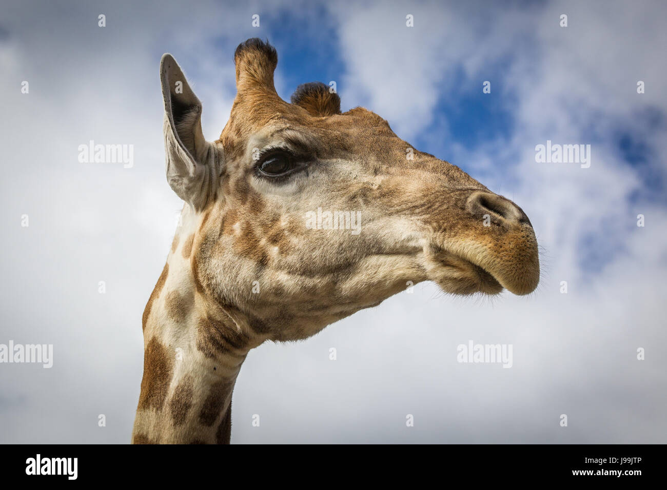 Giraffe mouth whiskers hi-res stock photography and images - Alamy