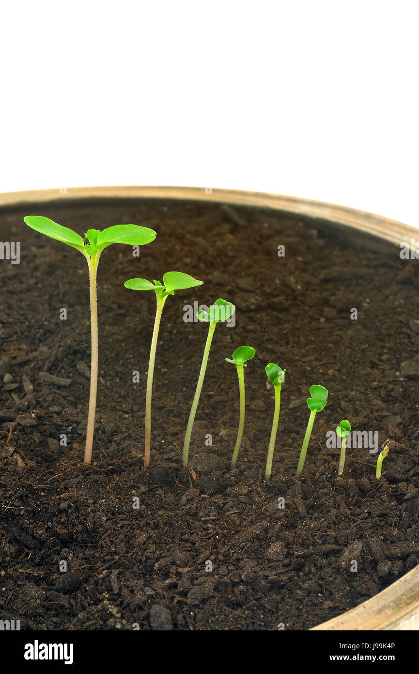 flower, plant, flowers, germination, growth, grow, evolution, seedlings ...