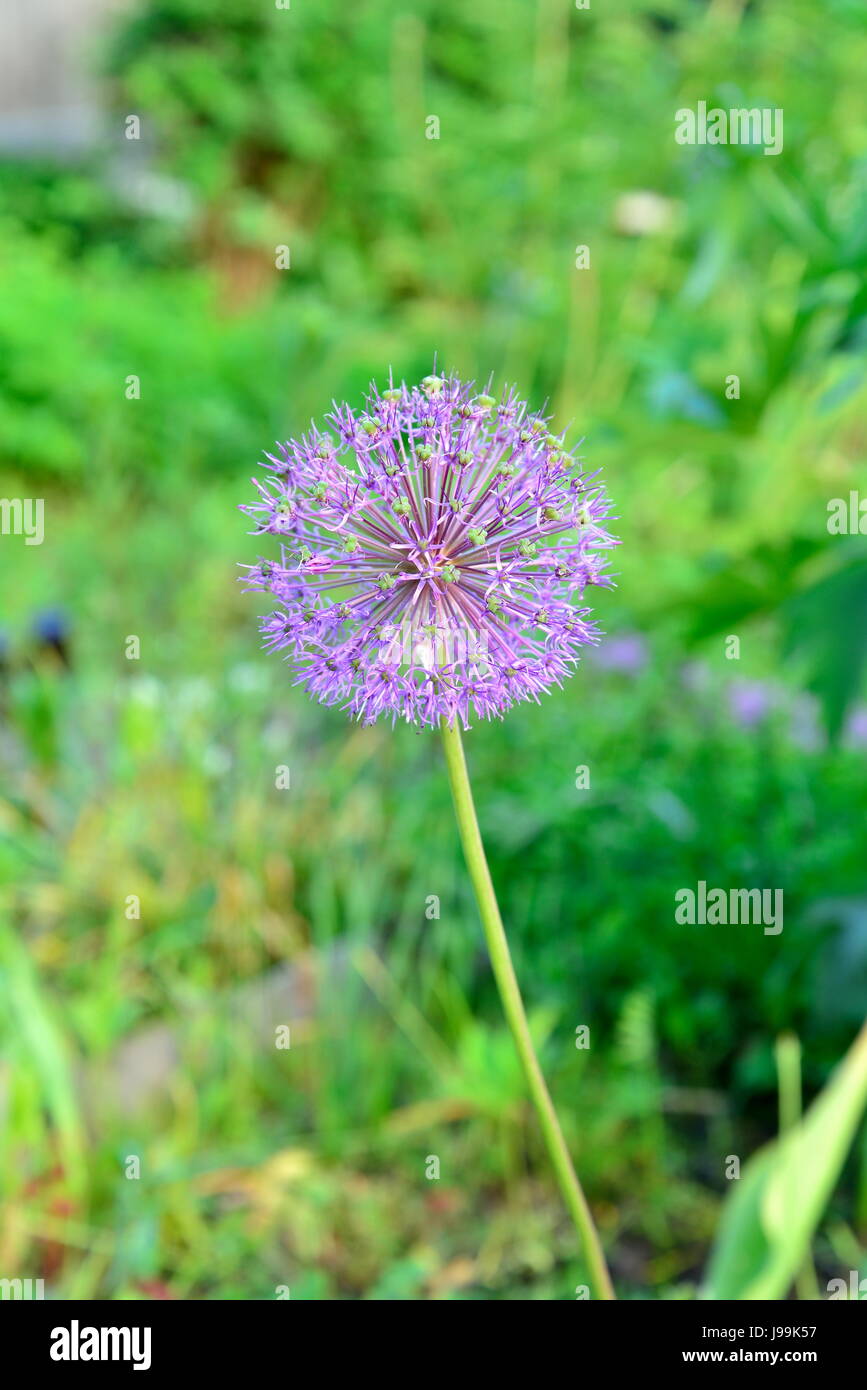 Decorative lilac bow in the garden Stock Photo - Alamy