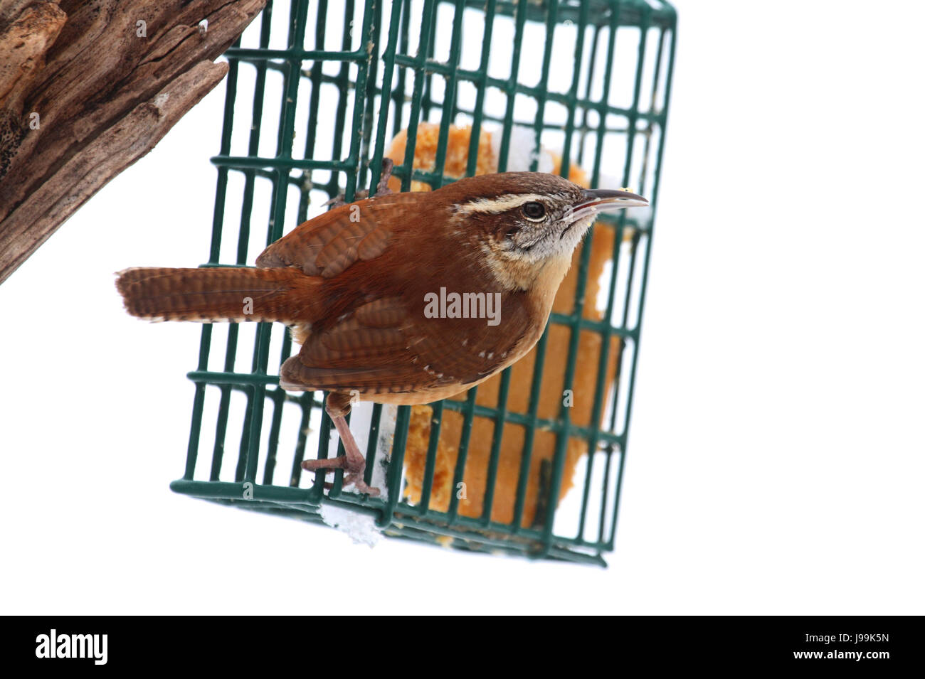 winter, bird, birds, wren, nature, winter, animal, bird, fauna, wild ...