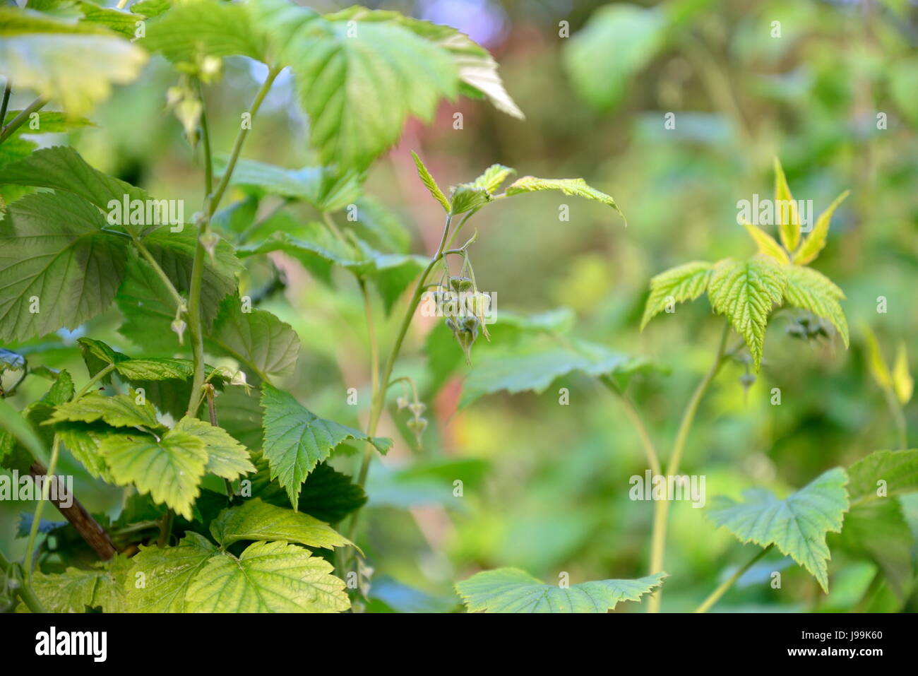 Flower raspberry in the spring Stock Photo - Alamy
