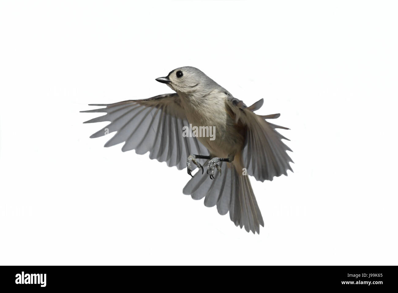 isolated, bird, titmouse, white, isolated, animal, bird, fauna, wild ...