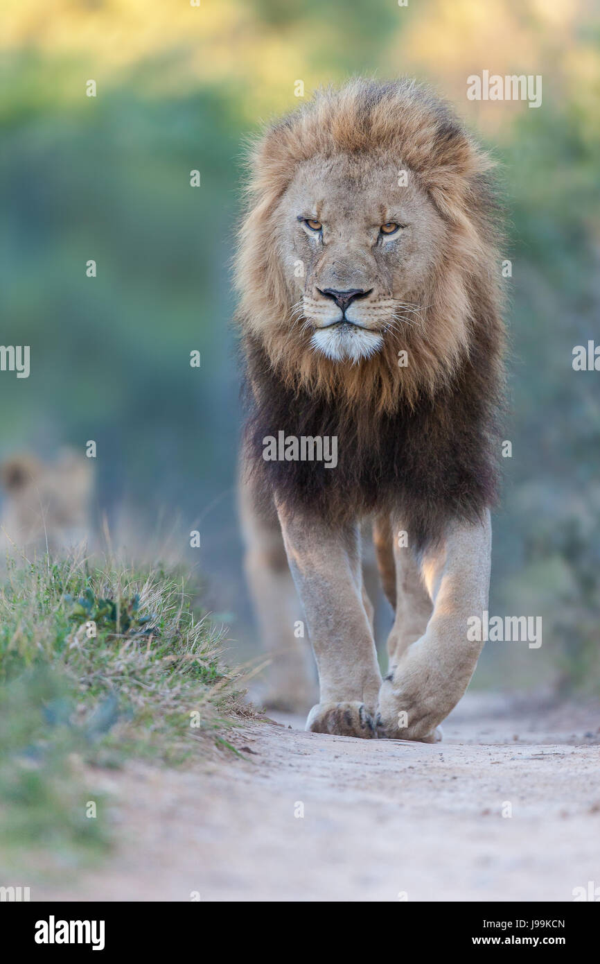 Black Mane Lion Extinct