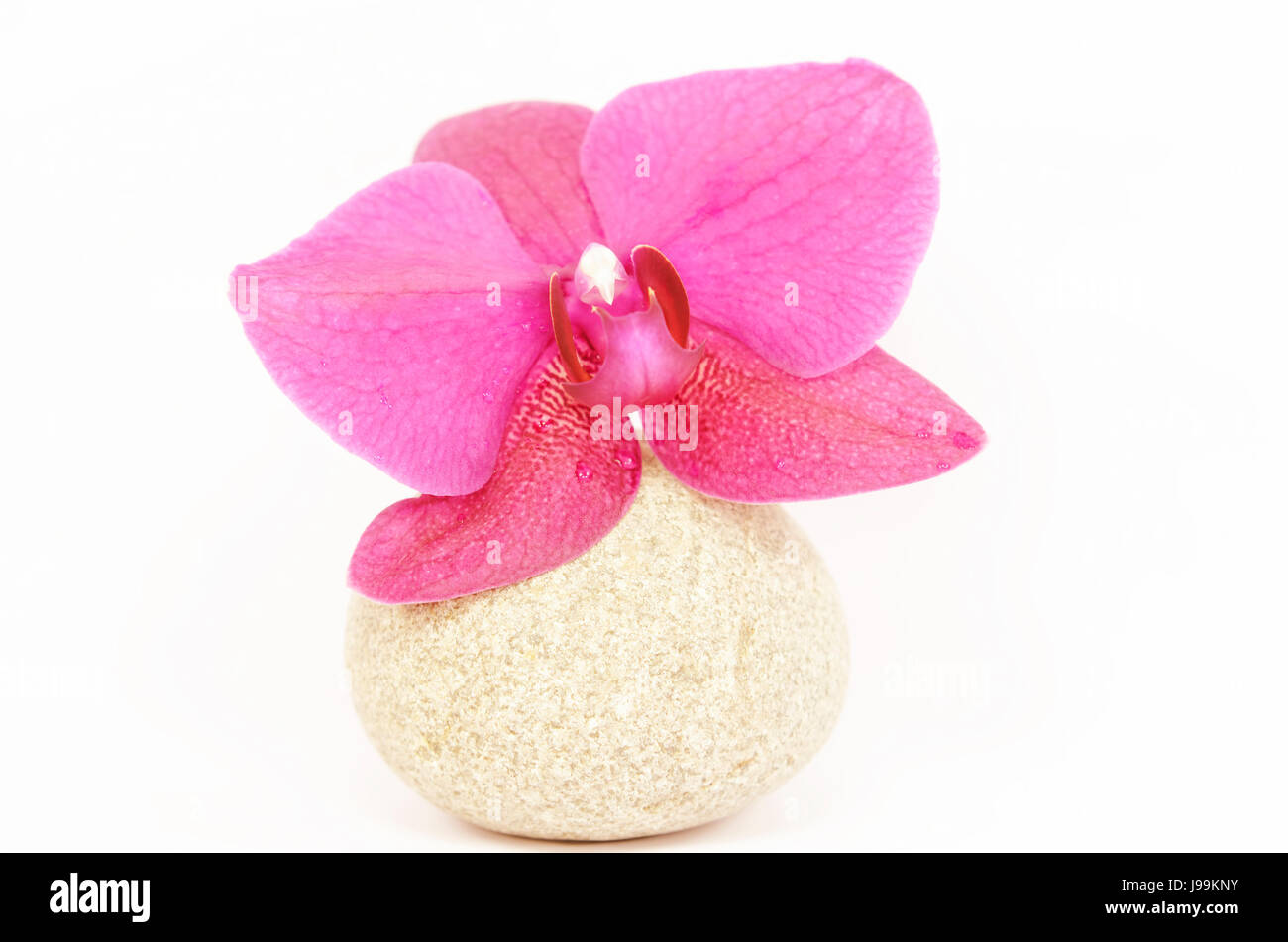 stone, flower, plant, bloom, blossom, flourish, flourishing, purple ...