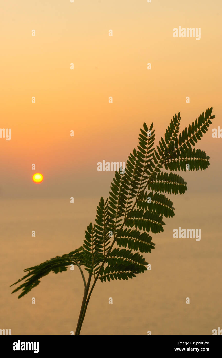 Tropical leaf fern on sunset orange sun over the sea Stock Photo - Alamy