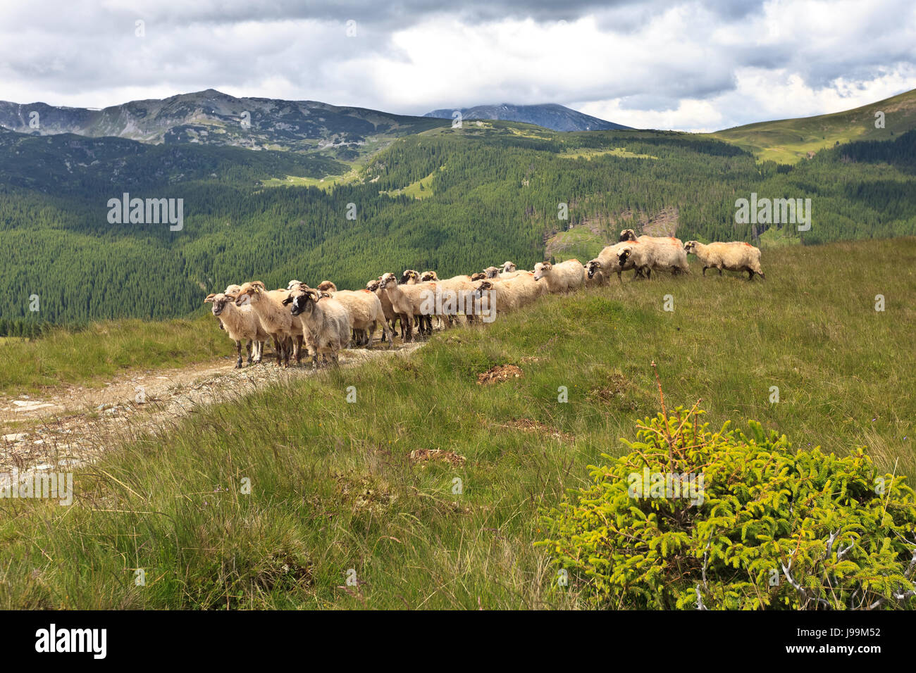 animal, field, sheep, wool, group, rural, mountain, peasant, beautiful ...