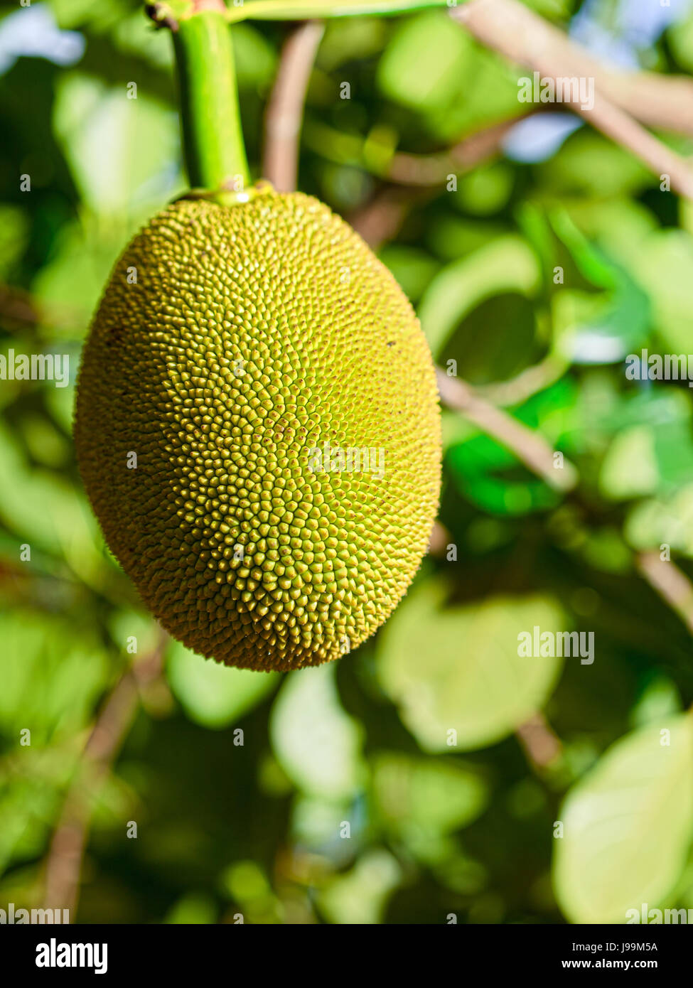 leaf, sweet, tree, progenies, fruits, branch, fruit, tropical, smell ...