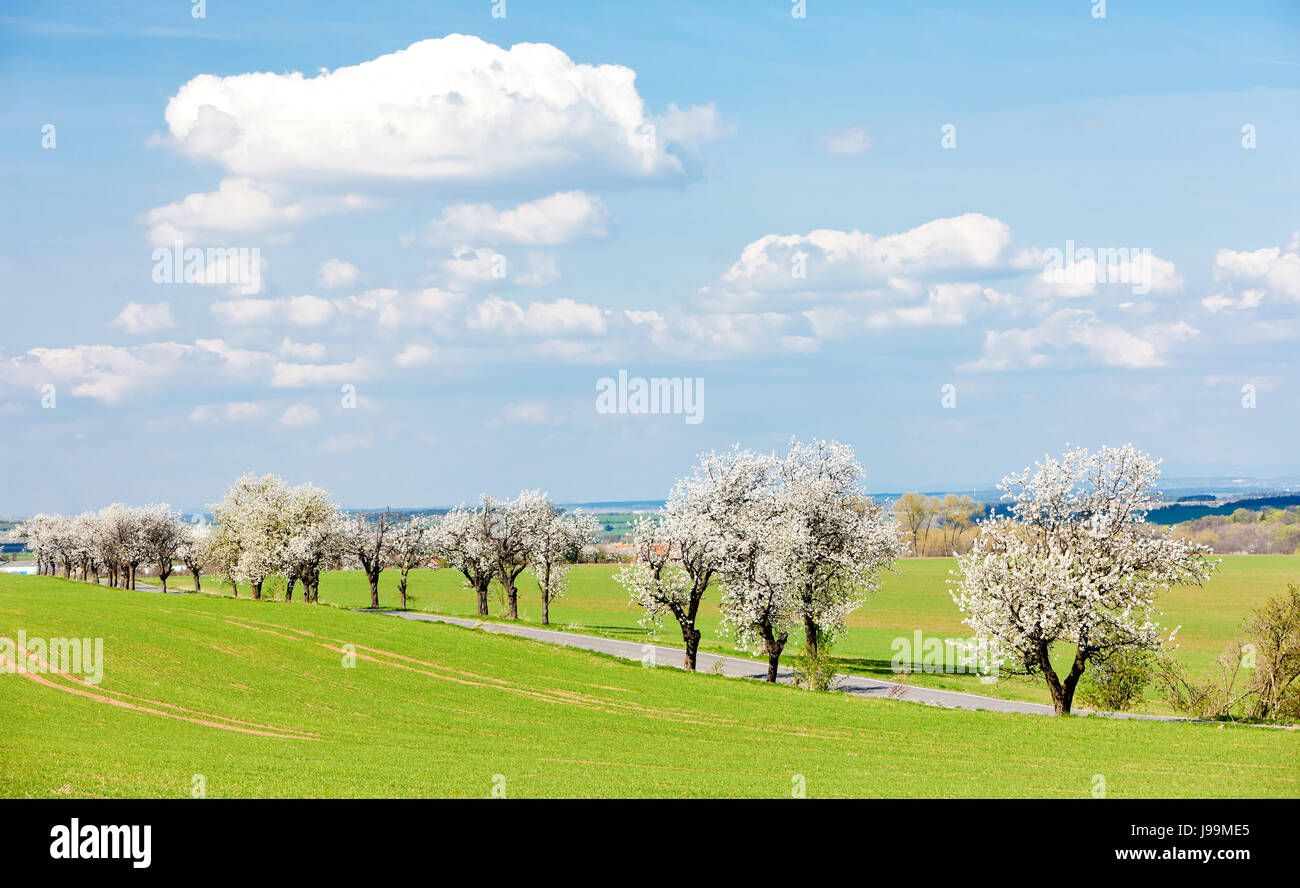 tree, spring, bouncing, bounces, hop, skipping, frisks, jumping, jump ...
