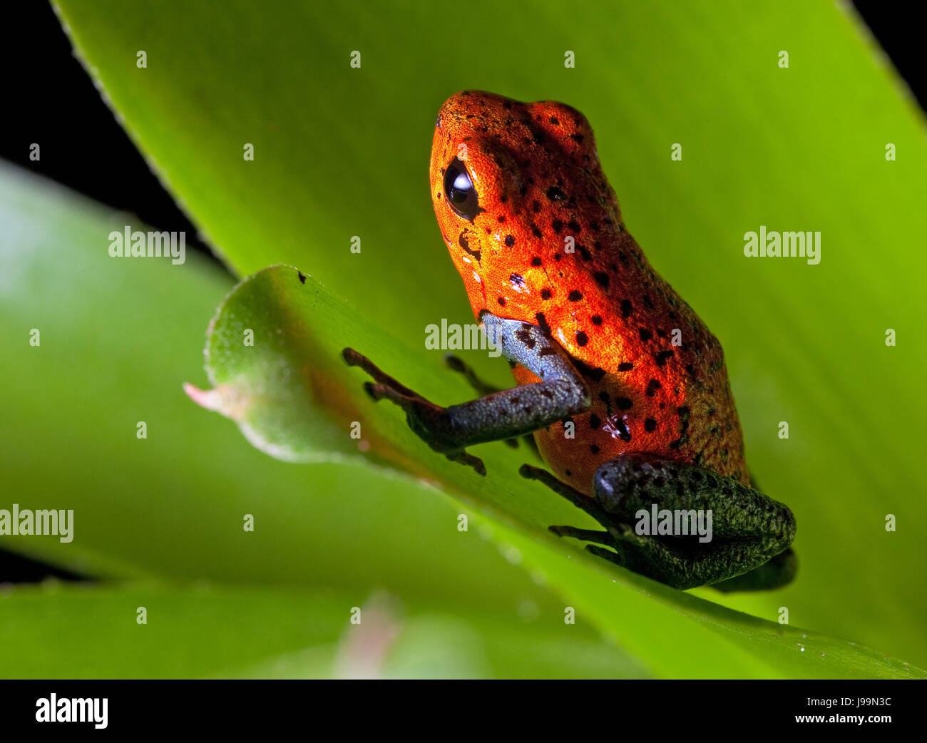 Profiel frog hi-res stock photography and images - Alamy
