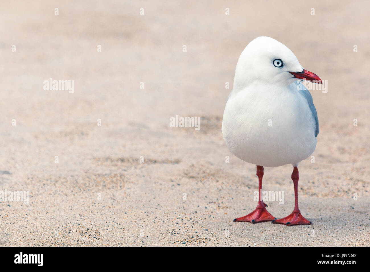 bird, one, banner, funny, maddening, pert, coquettish, cute, seagull ...