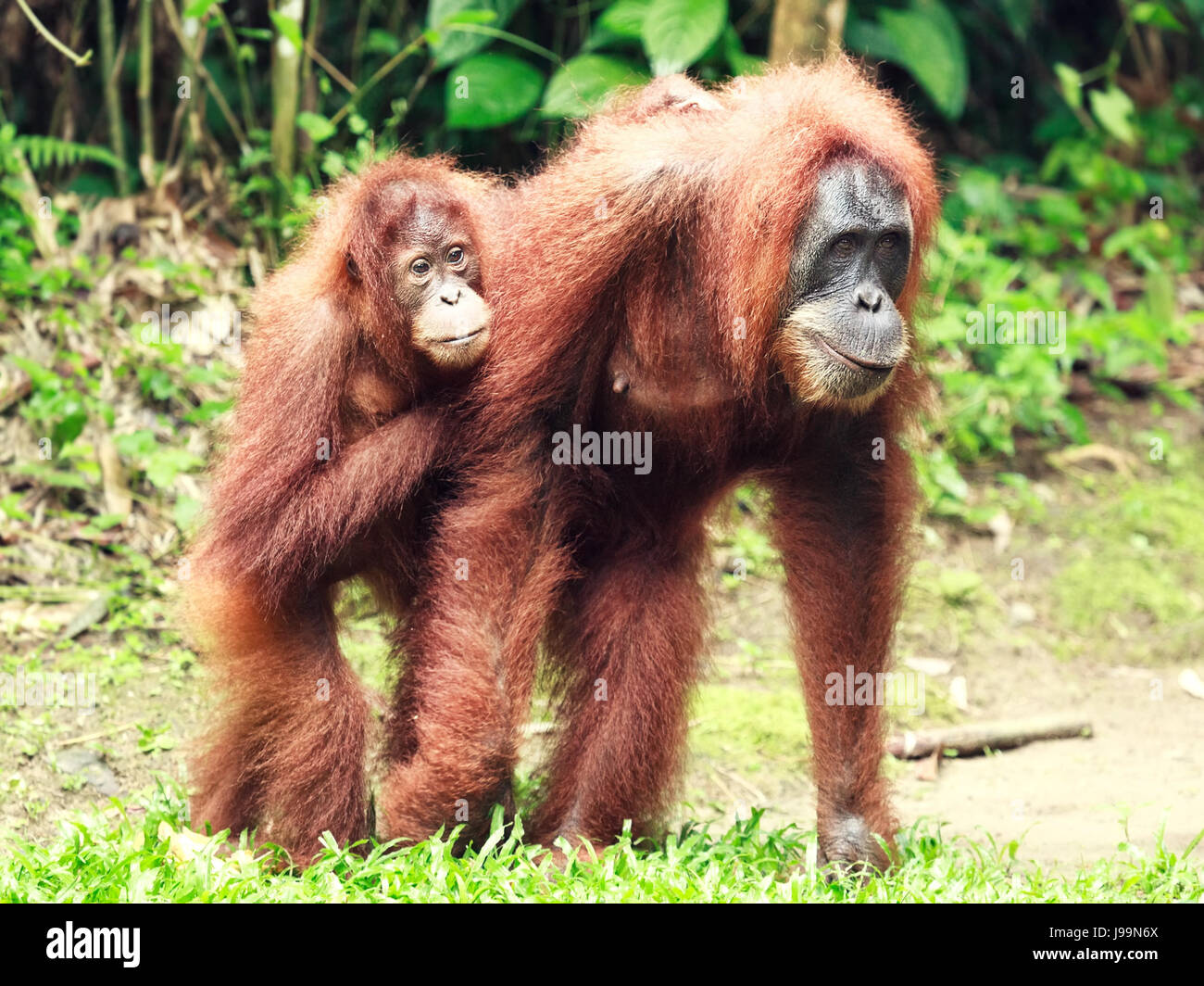female, animal, face, sad, monkey, indonesia, zoo, look, glancing, see ...