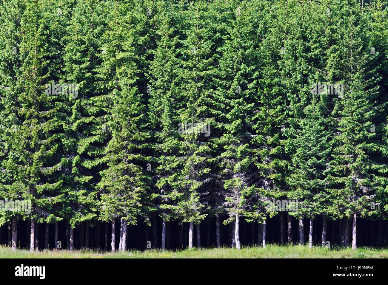 tree, pine, spring, landscape, scenery, countryside, nature, wilderness ...