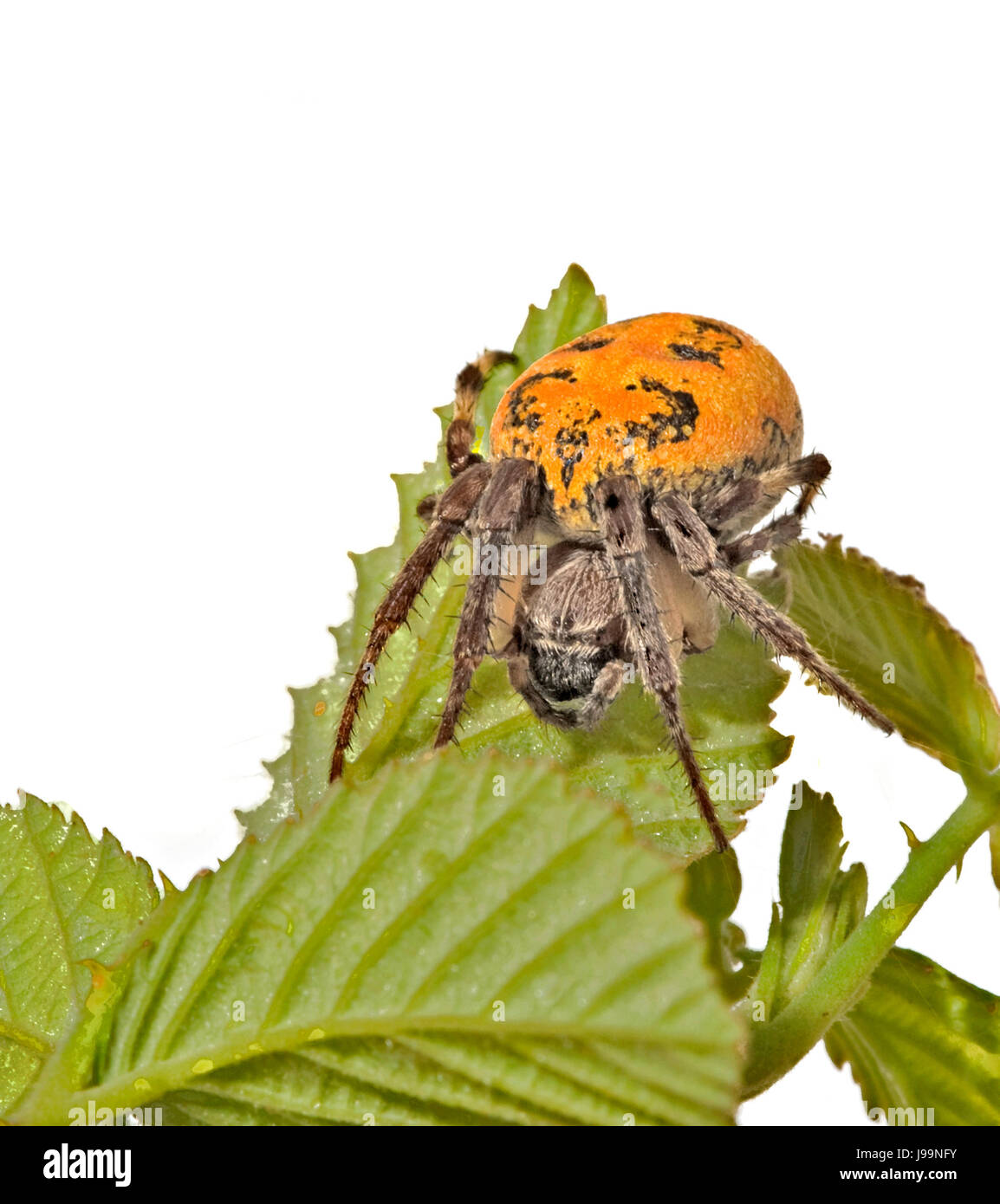 isolated, closeup, animal, spider, backdrop, background, white, nature ...