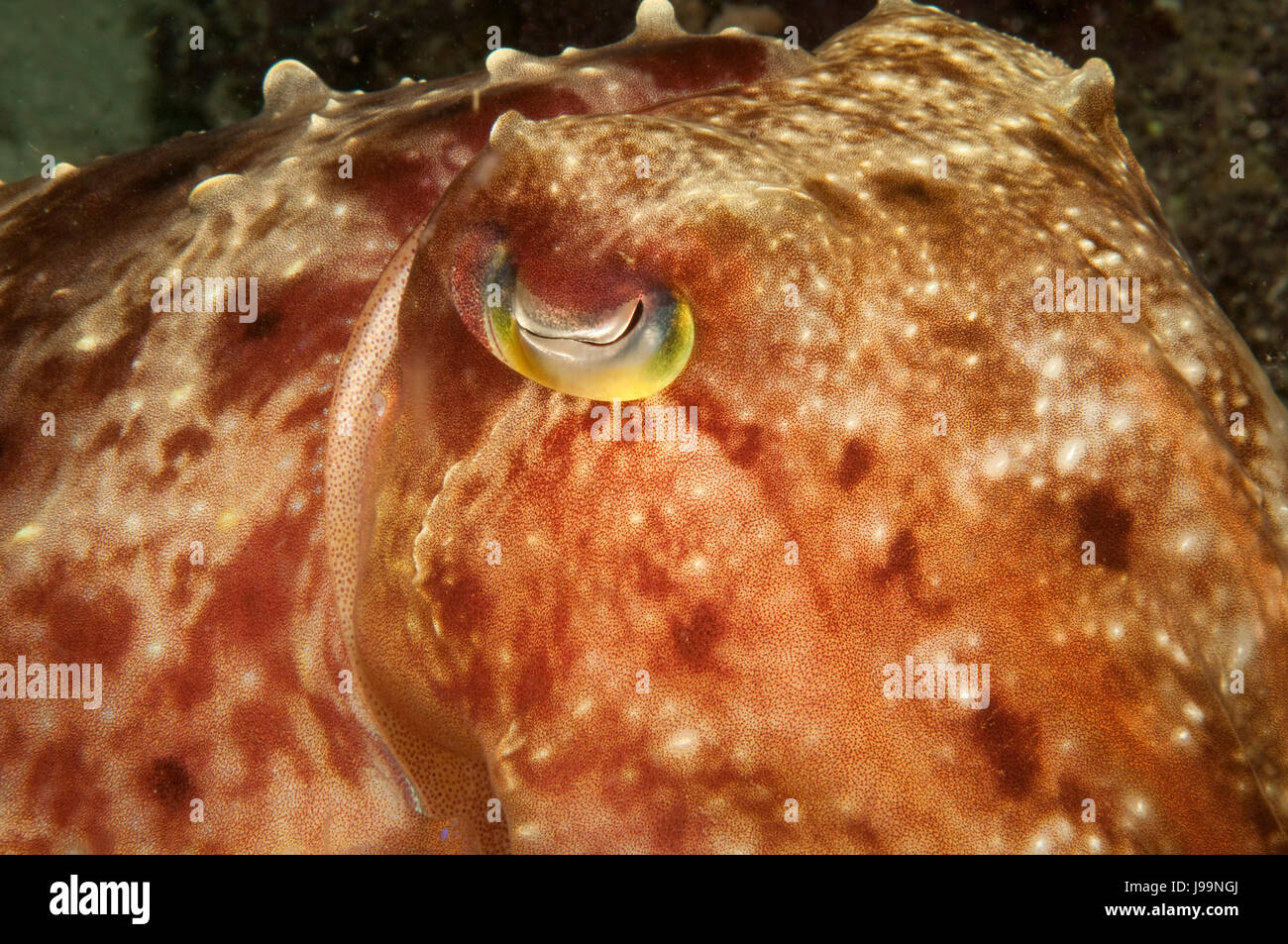 Riesensepia hi-res stock photography and images - Alamy