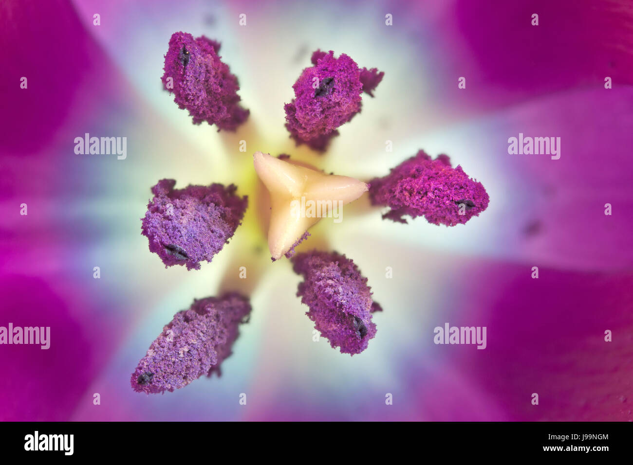 Inside of a tulip hi-res stock photography and images - Alamy