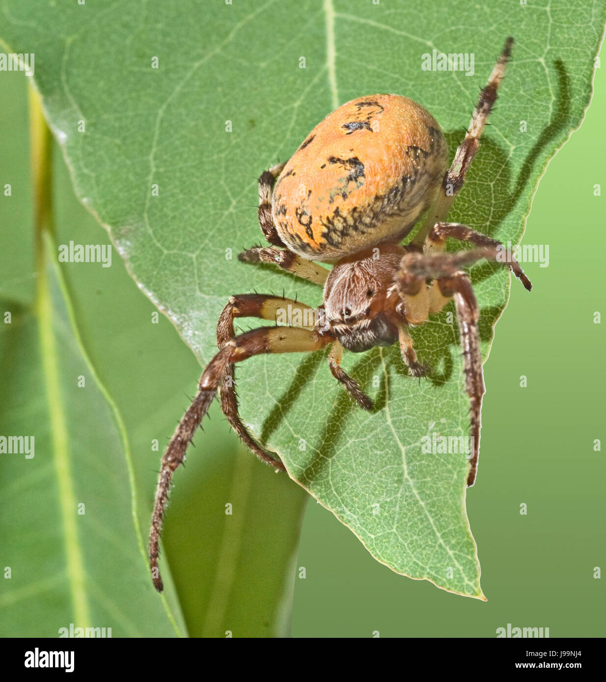 isolated, closeup, animal, spider, backdrop, background, white, nature ...