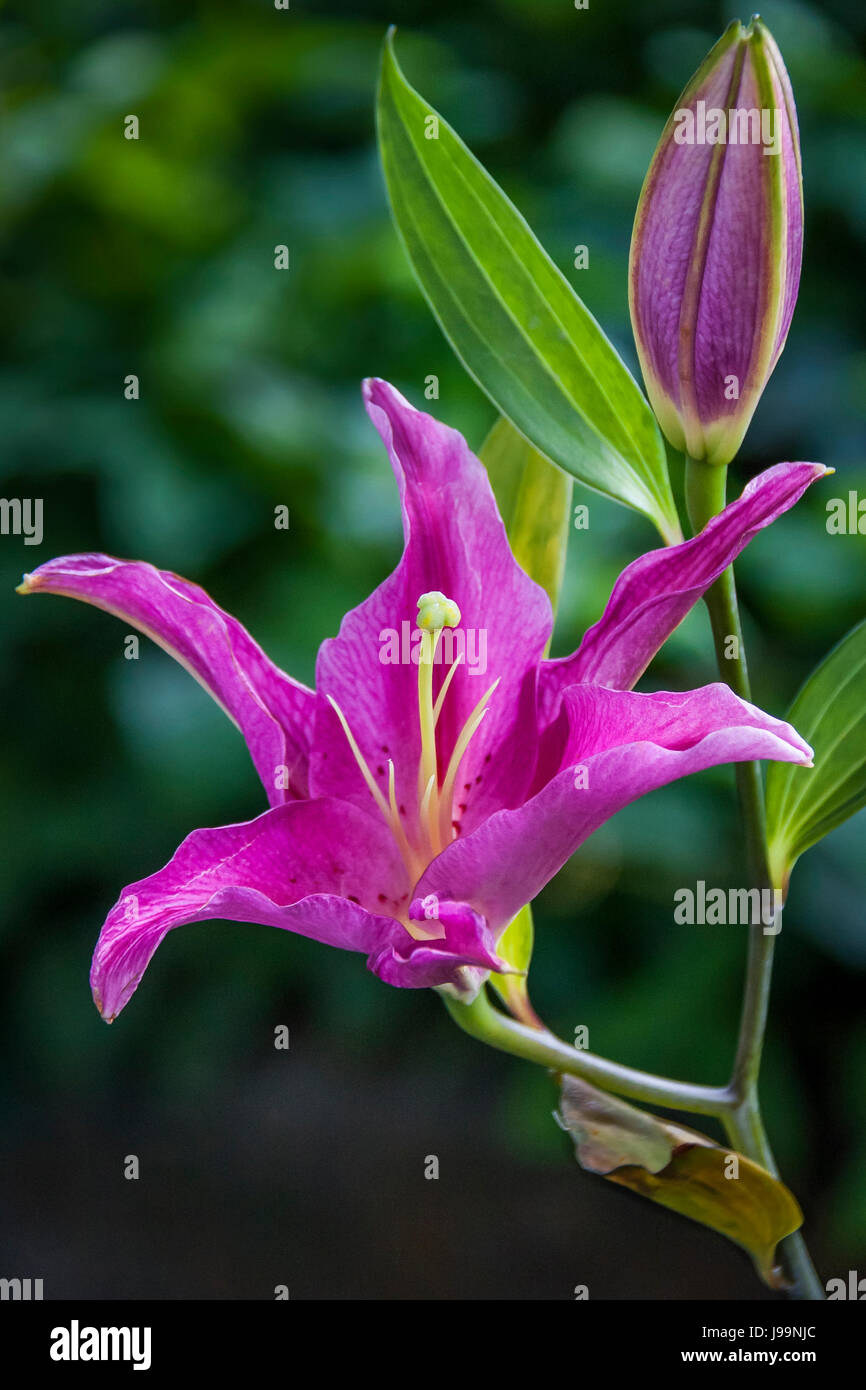 Flower for wallpapers hi-res stock photography and images - Alamy