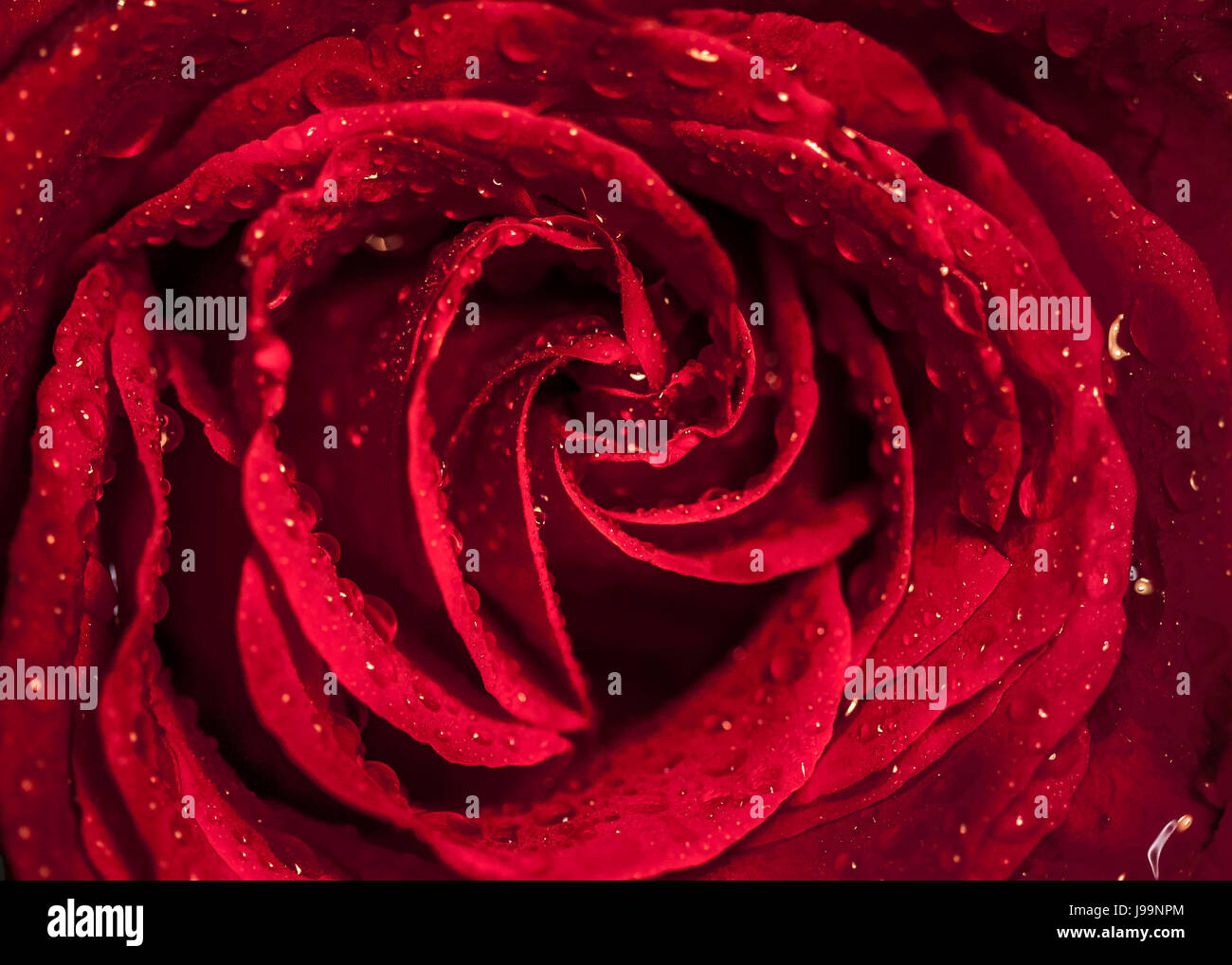 Traditional flower rose Stock Photo - Alamy