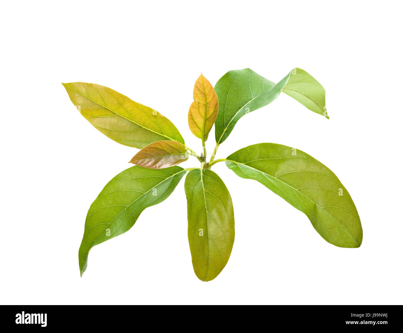 leaf, isolated, closeup, tree, branch, backdrop, background, white ...