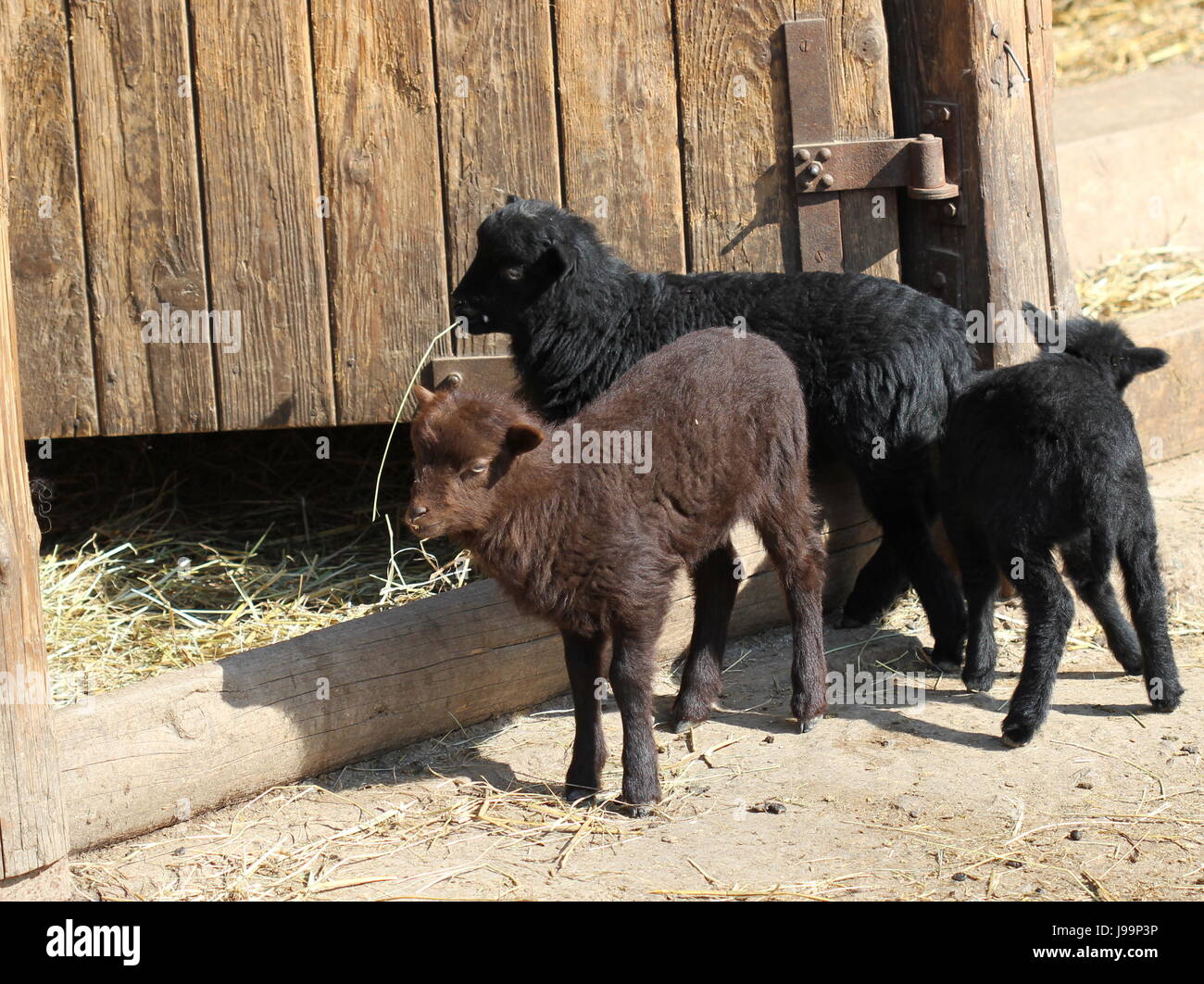 three newborn breton dwarf sheep lambs in tierpark sababurg Stock Photo ...