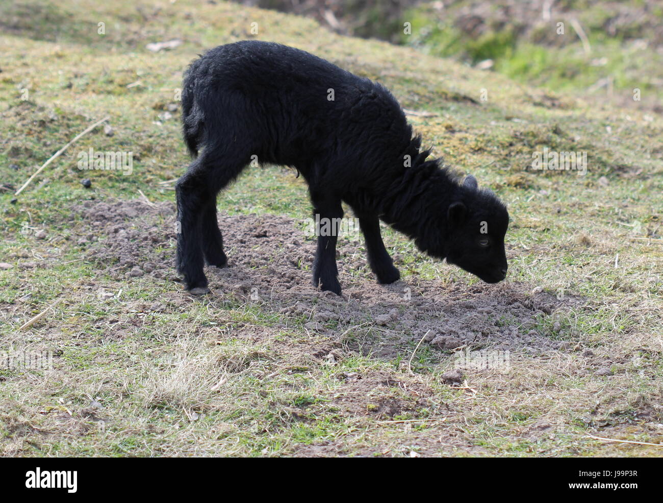 newborn breton dwarf sheep lamb in tierpark sababurg Stock Photo - Alamy