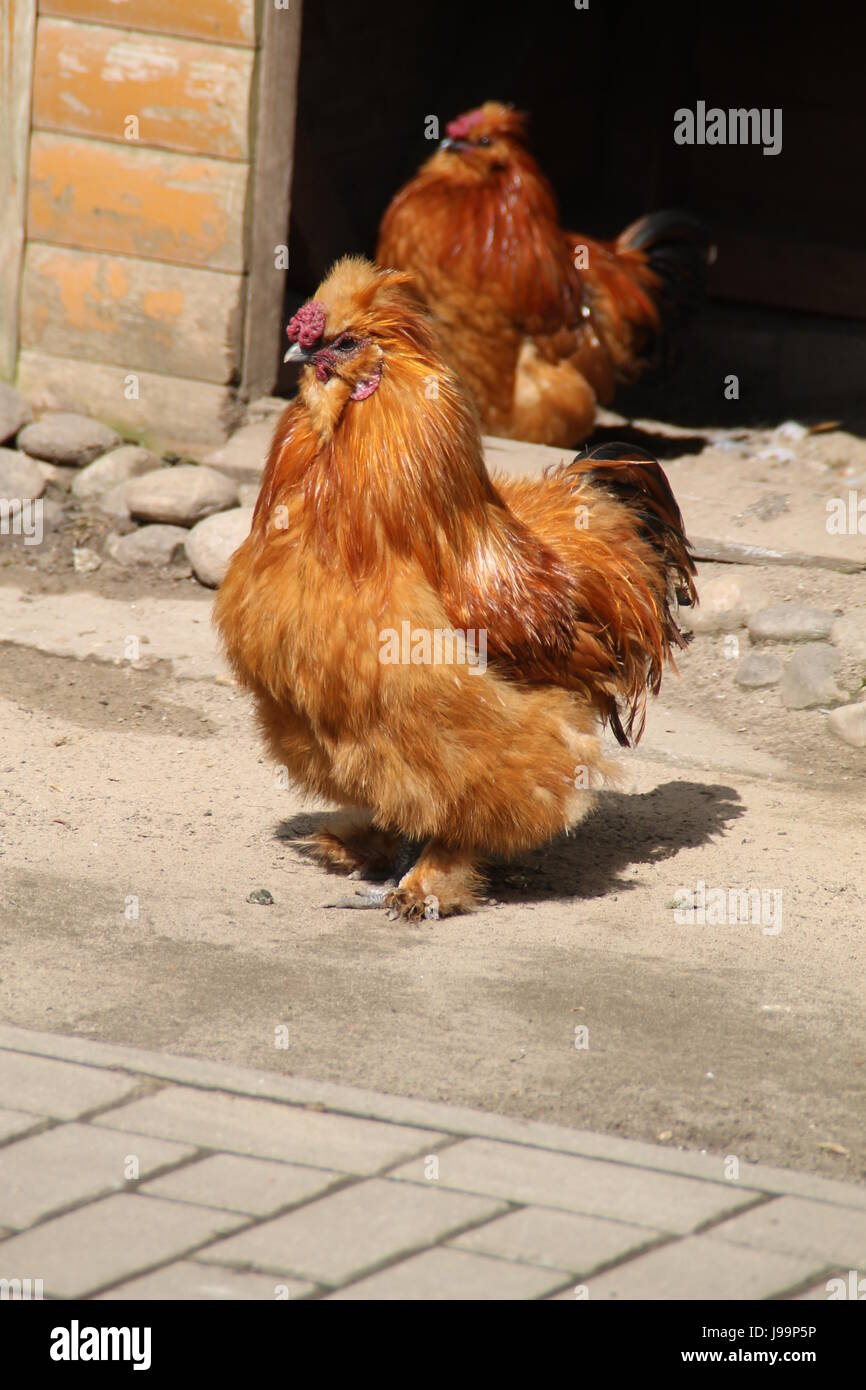 Brown silkies hi-res stock photography and images - Alamy